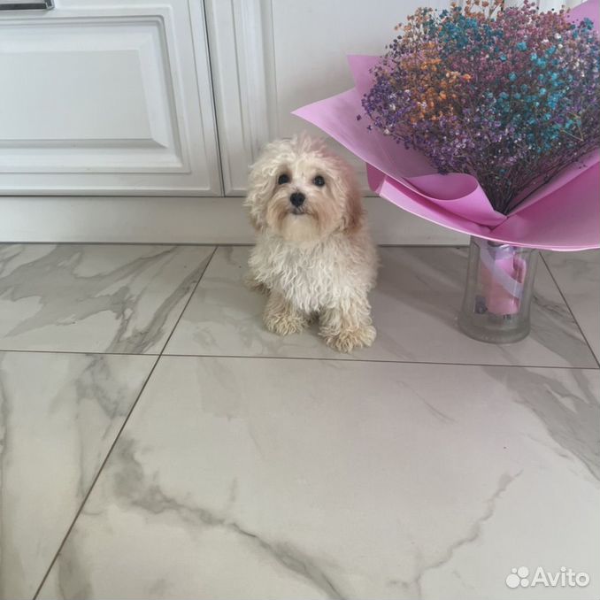 Мальтипу ф1 мальчик одуванчик кудряшка