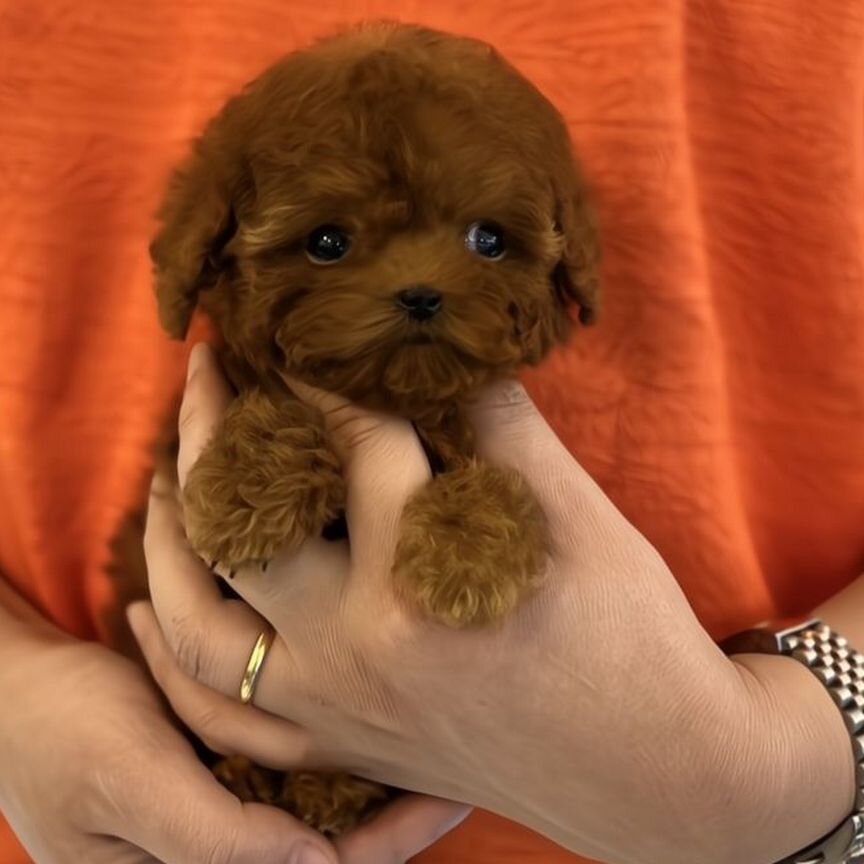 Мальтипу, щенок