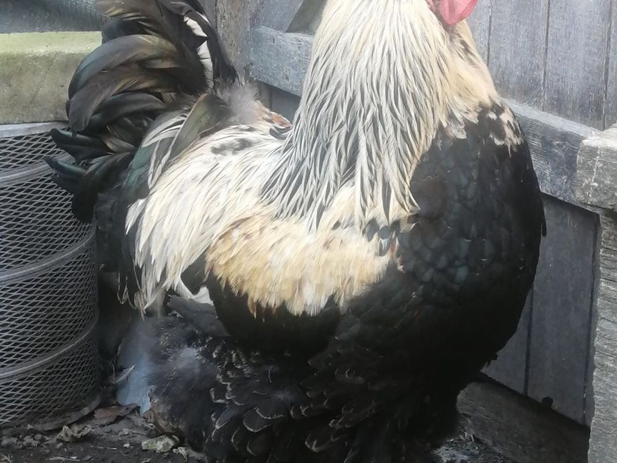 Инкубационное яйцо кур брама