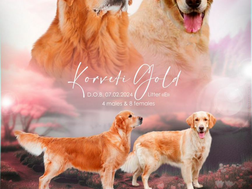 Щенки Золотистого ретривера Москва