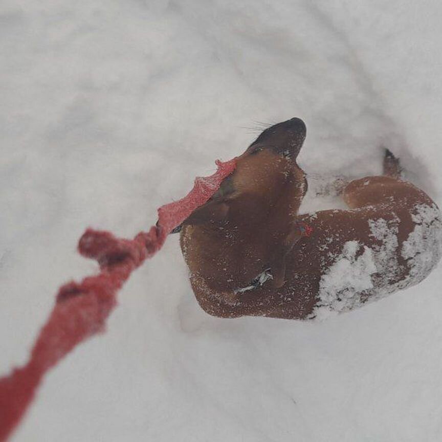 Собака такса в добрые руки
