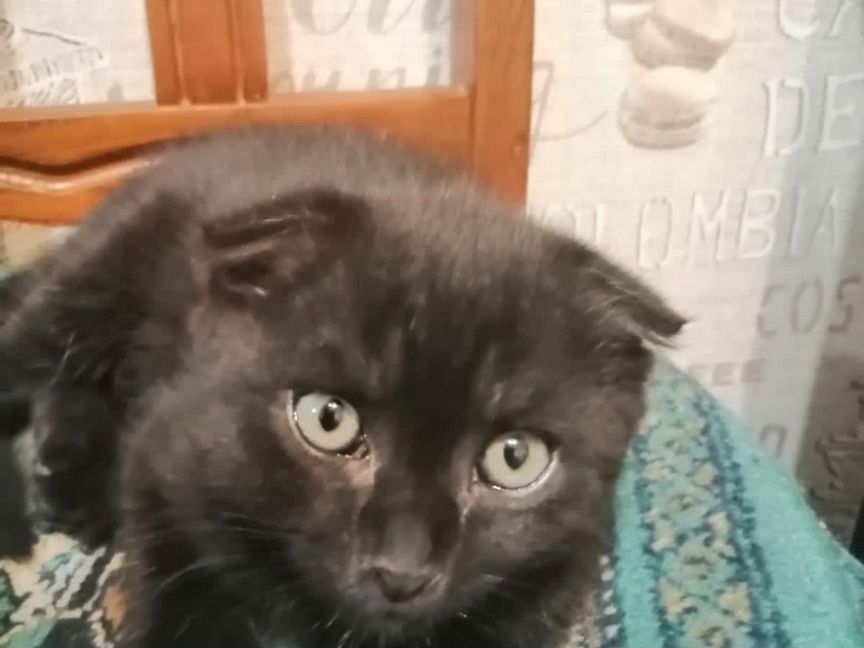 Котята метисы от британца