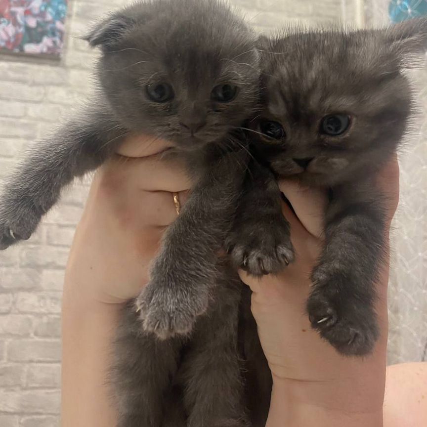 Шотландский вислоухий короткошёрстный котёнок