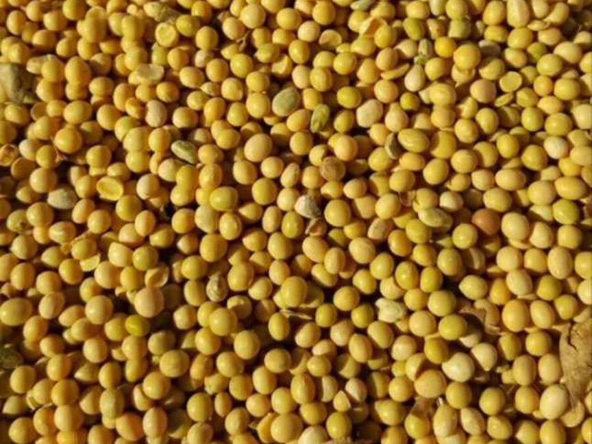 Продам сою,пшеницу