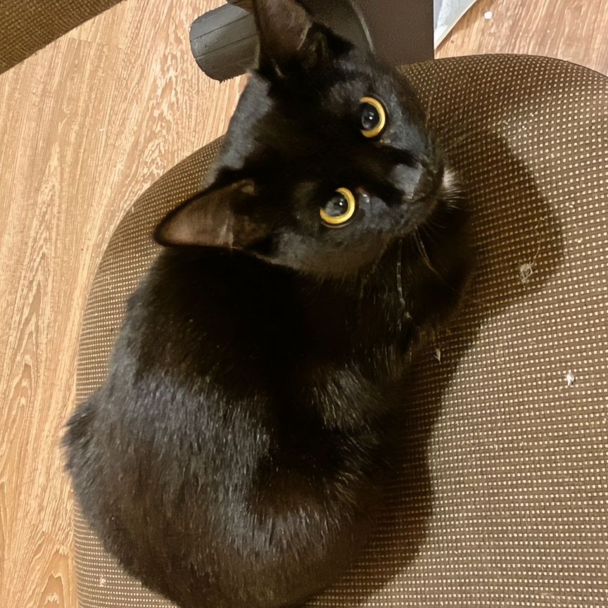 Взрослая, кошка в добрые руки