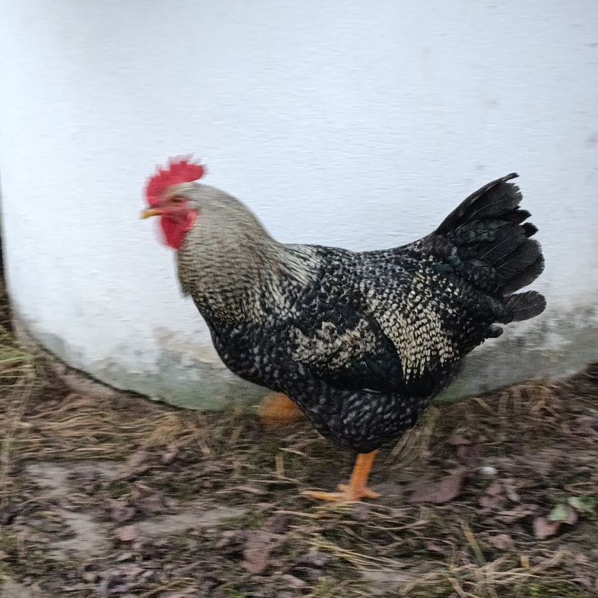 Молодые петух домашний