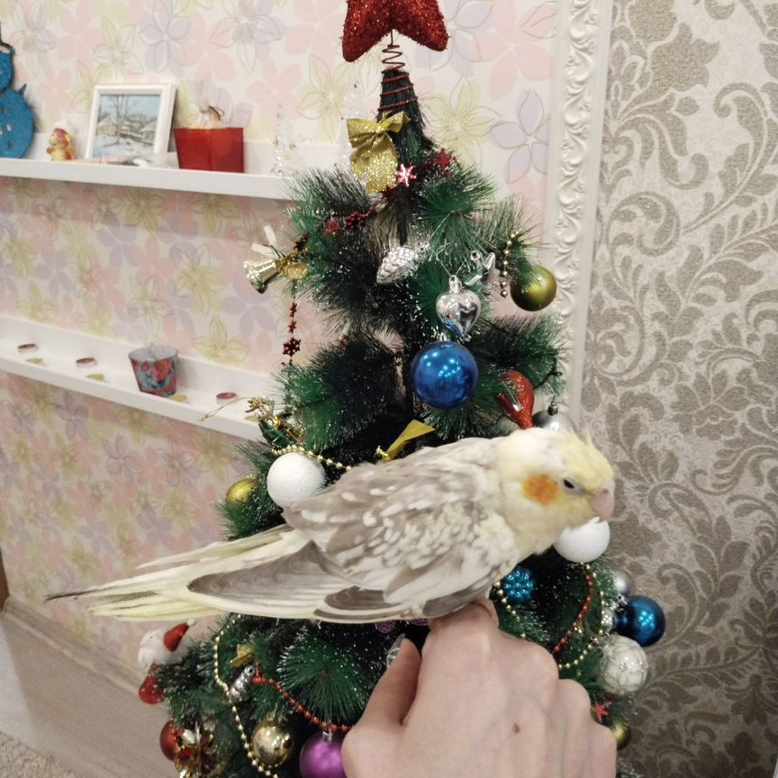 Продам попугая