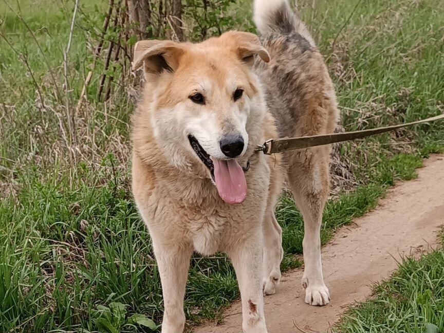 Кобель на охрану