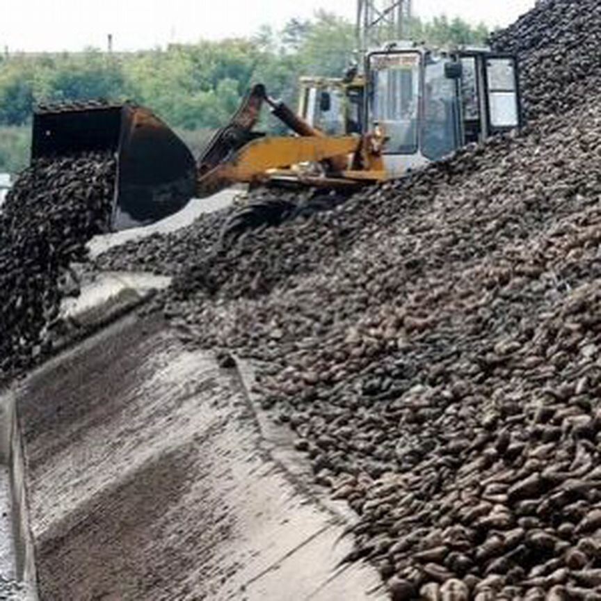 Жом ботва свекольная