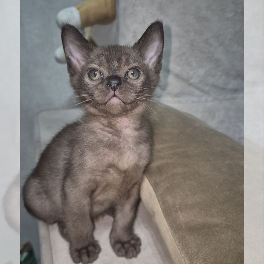 Котята европейской бурмы