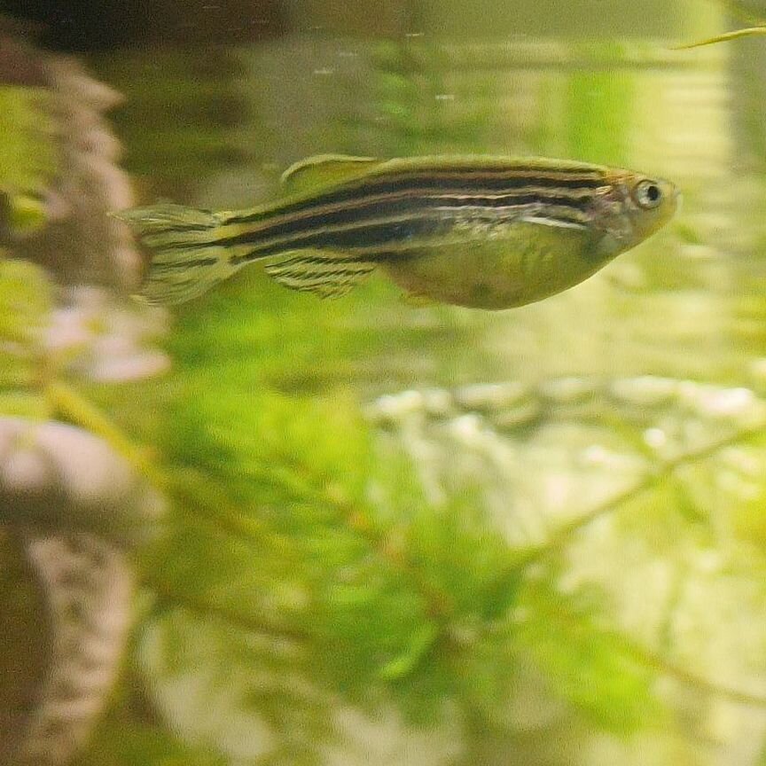 Рыбка данио