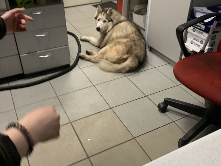 Нашелся пес. Хаски. Или маламут