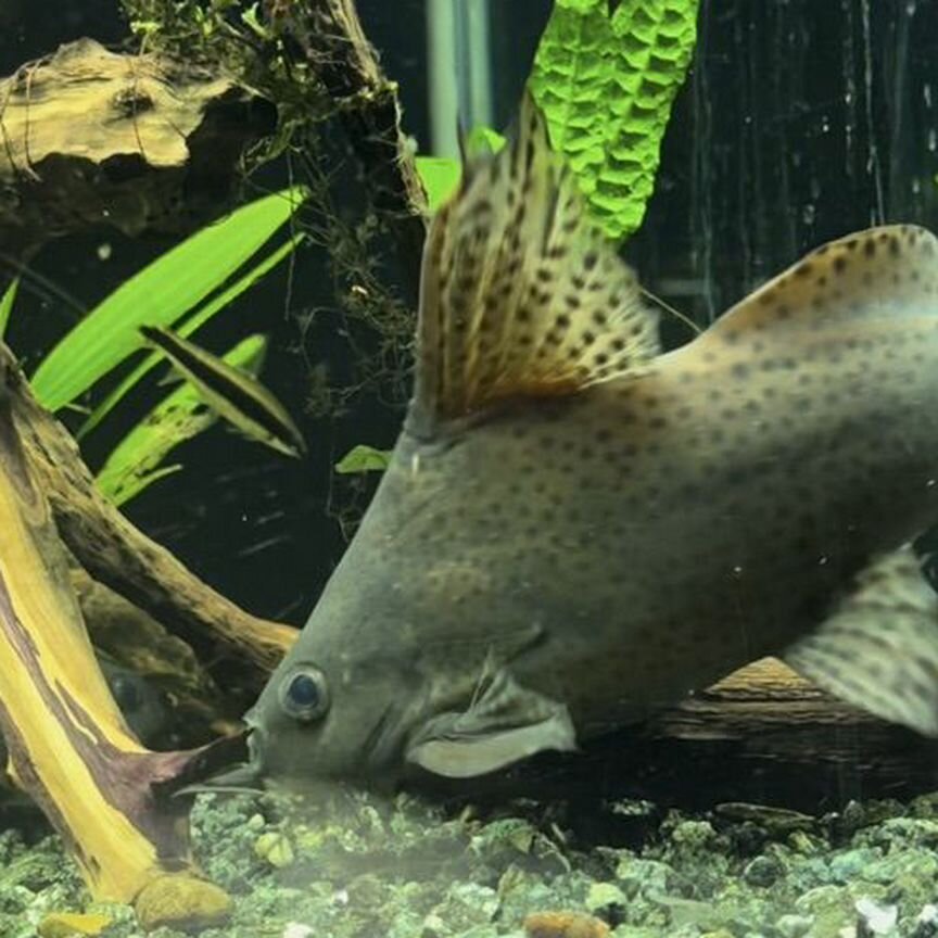 Аквариумные сомы