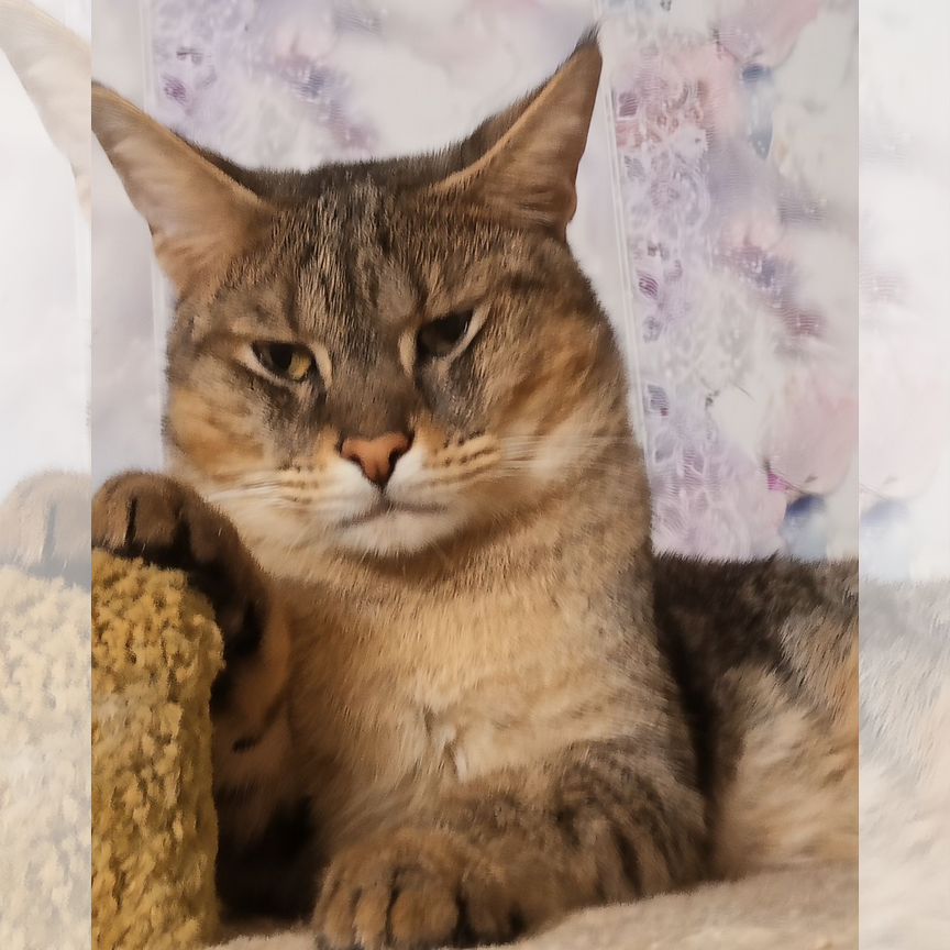 Чаузи котёнок