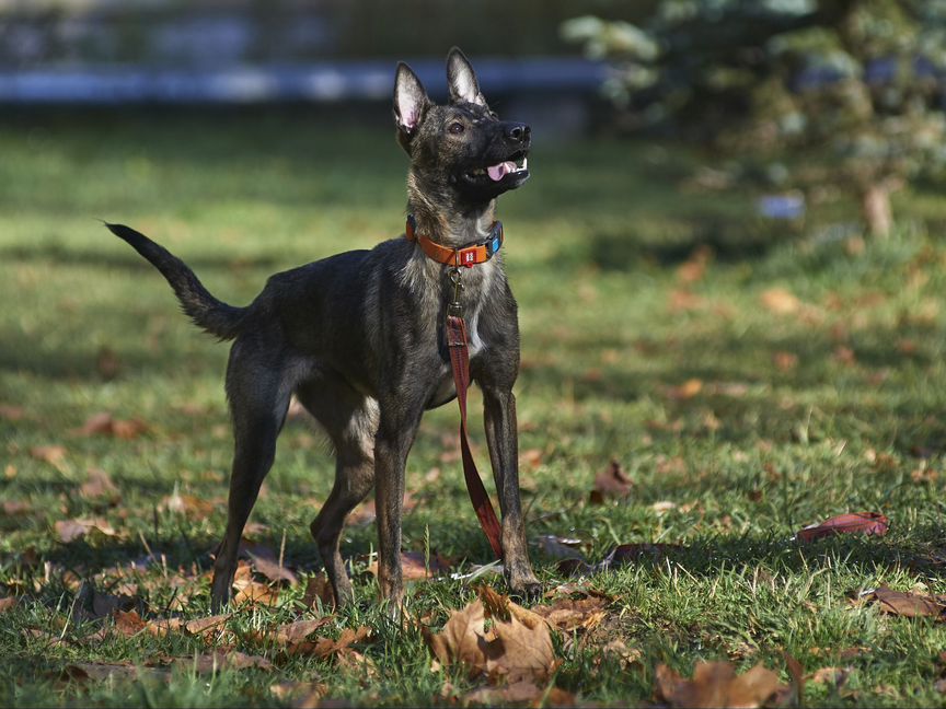 Пристраивается по договору собака