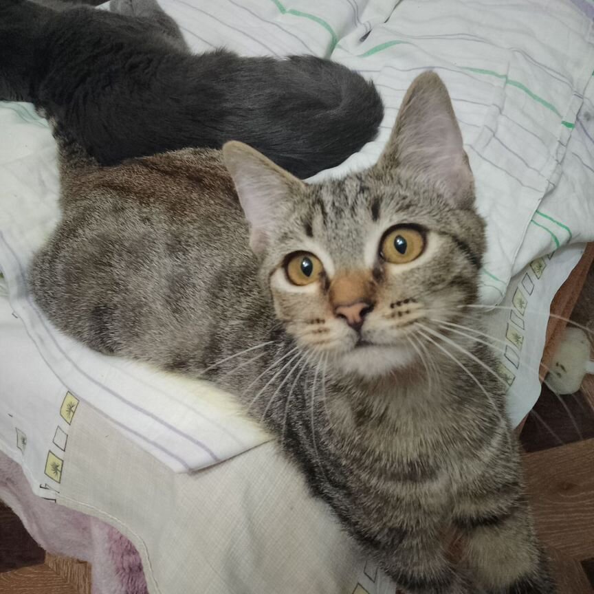 Котята в добрые руки бесплатно