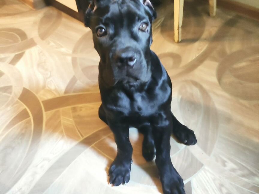 Кане корсо Сука 3 месяца