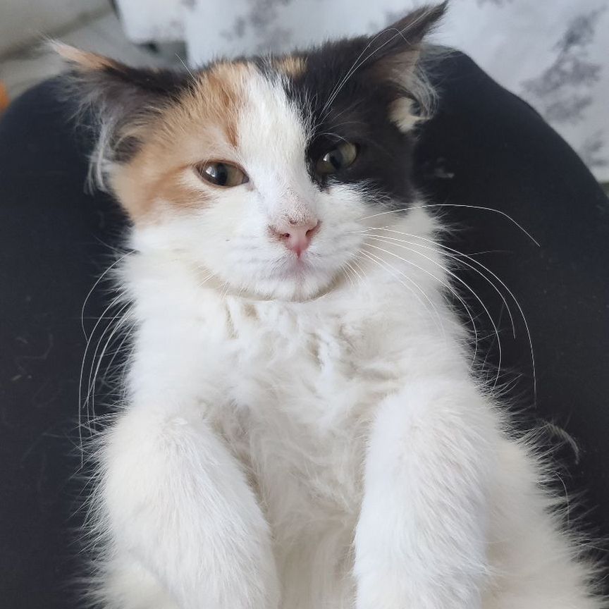 Нежная красотка с удивительной шубкой