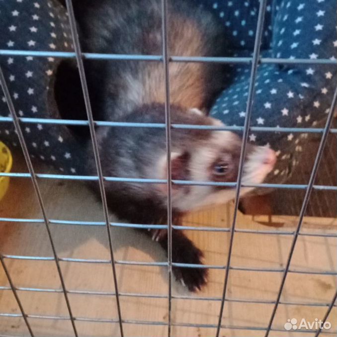 Продается хорек