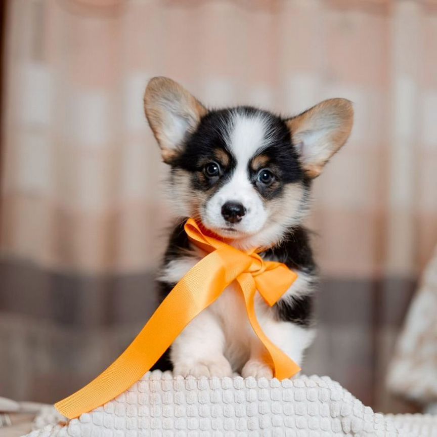 Вельш-корги пемброк