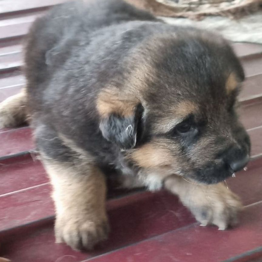 Немецкая овчарка, щенок