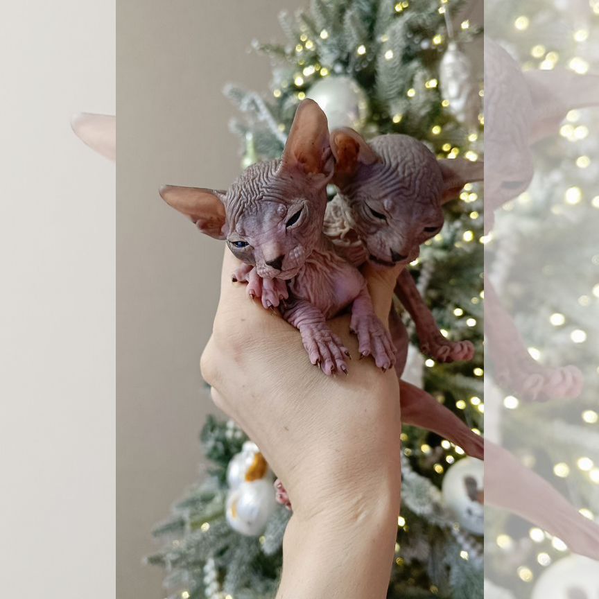 Донской сфинкс котёнок