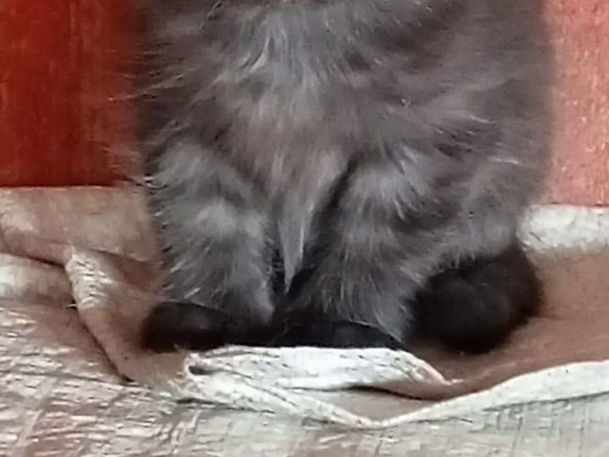 Котёнок от вислоухой кошки