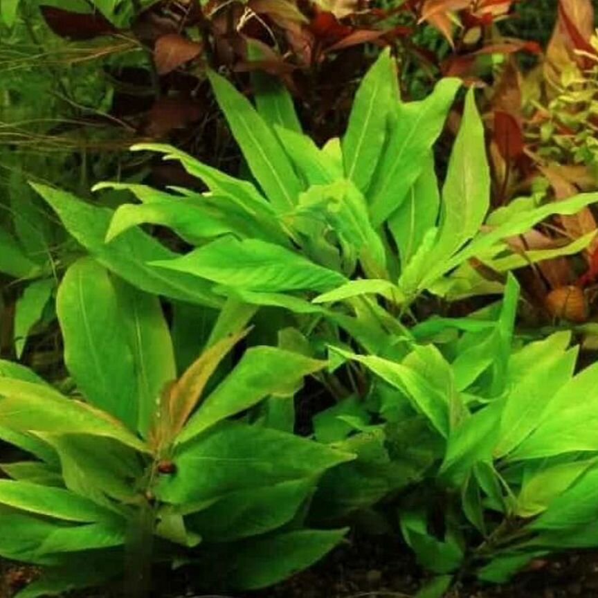 Аквариумное растение лимонник компакт