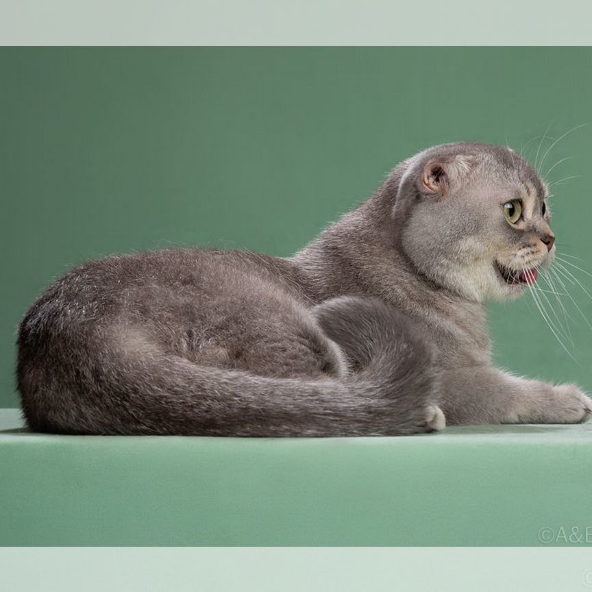 Шотландский вислоухий короткошёрстный котёнок
