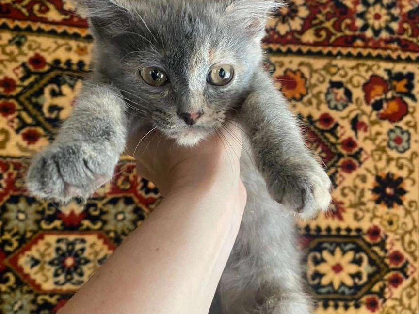 Котята всех цветов и пушистости ищут дом