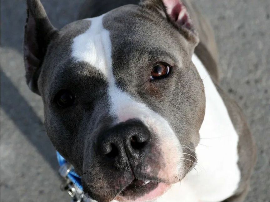 Стаффордширский терьер Пряник в добрые руки