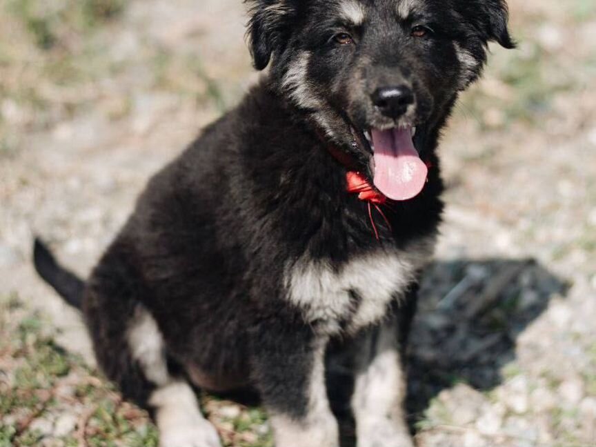 Собака в добрые руки