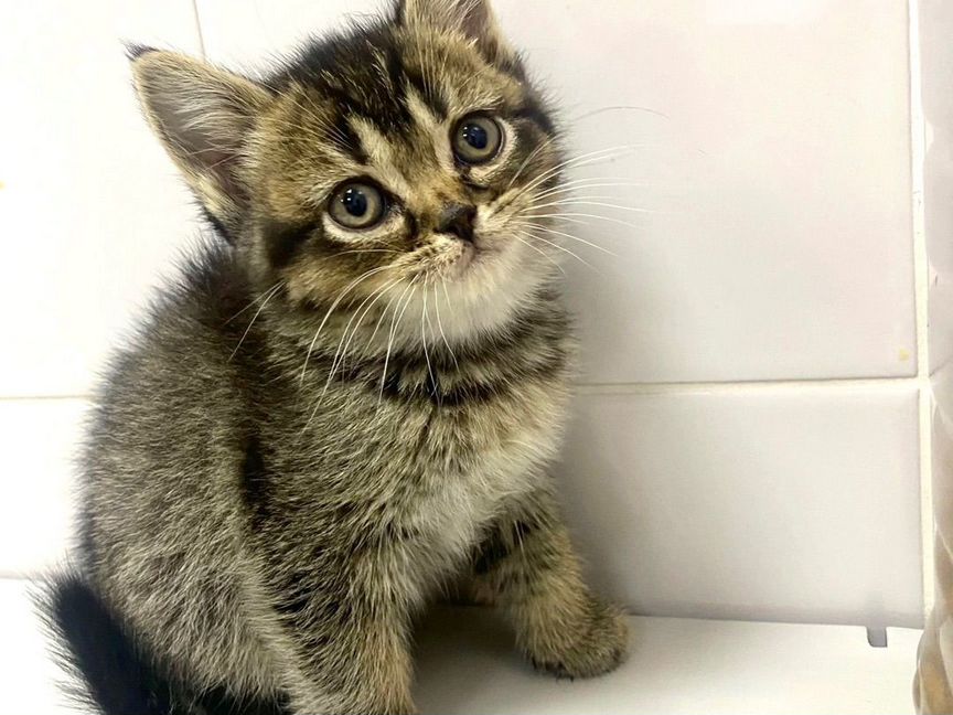 Ласковый британский котенок в добрые руки