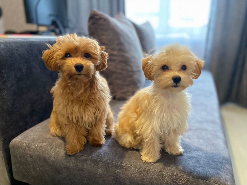 Мальтипу F1 mini, мальчики