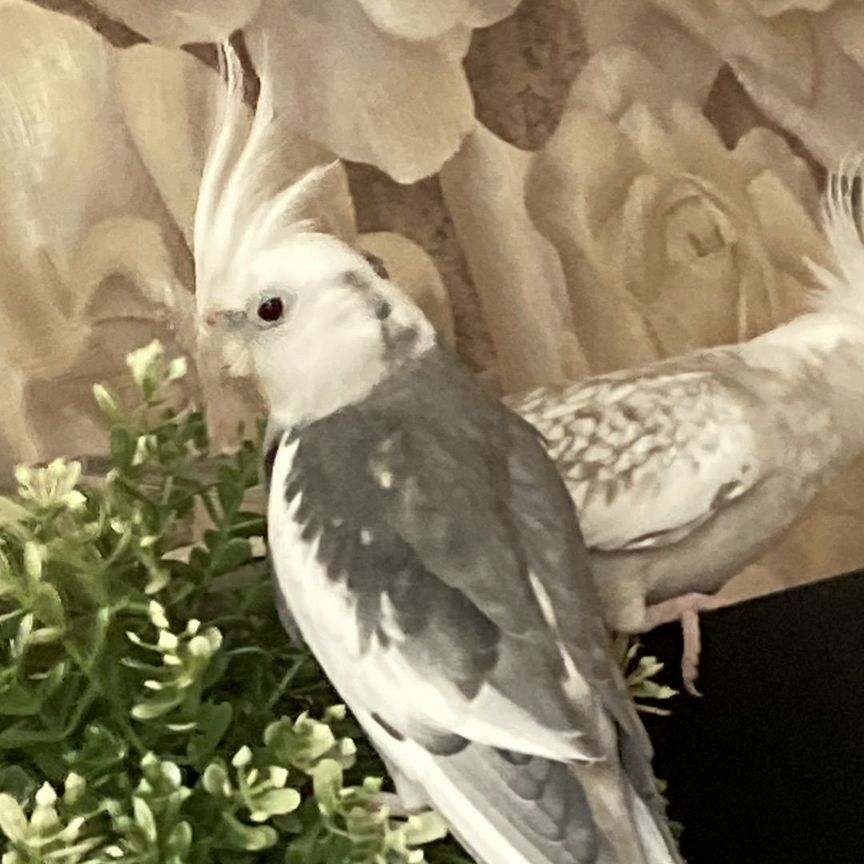 Попугай корелла безщекая