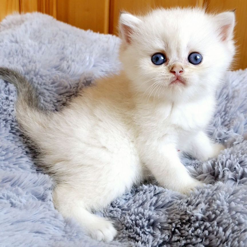 Котята серебристые британские шиншиллы