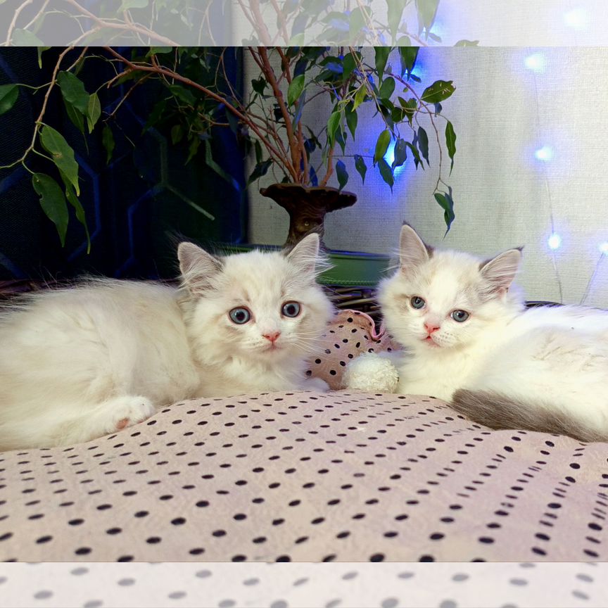 Рэгдолл котёнок