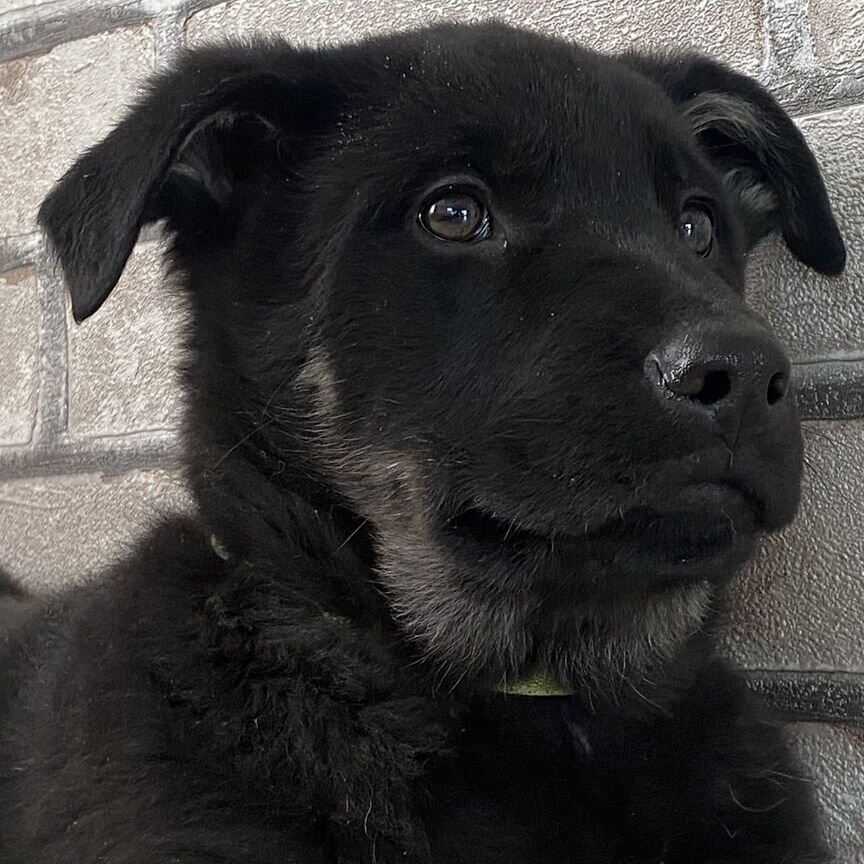 Восточноевропейская овчарка, щенок