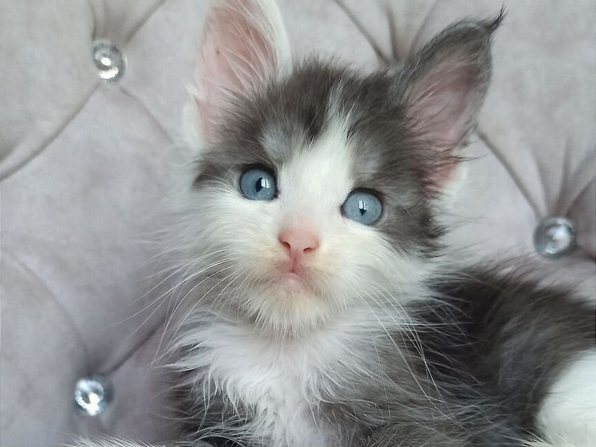 Эксклюзивный мейн кун