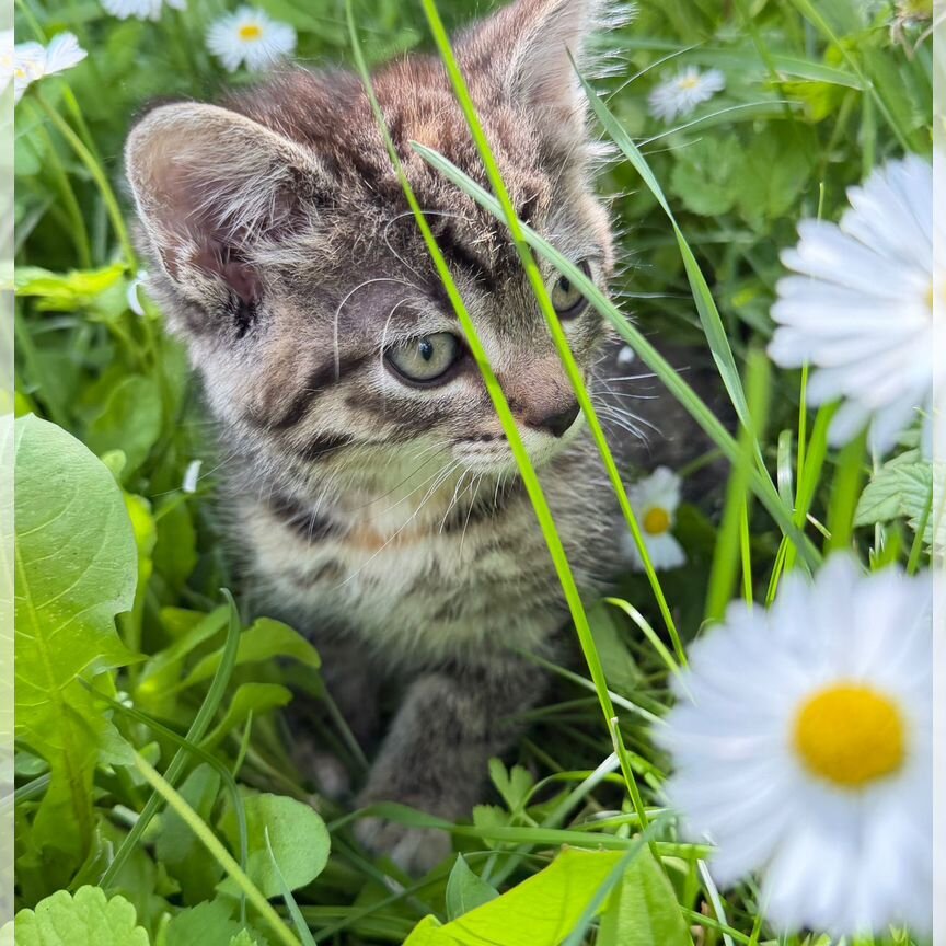 Котёнок в добрые руки