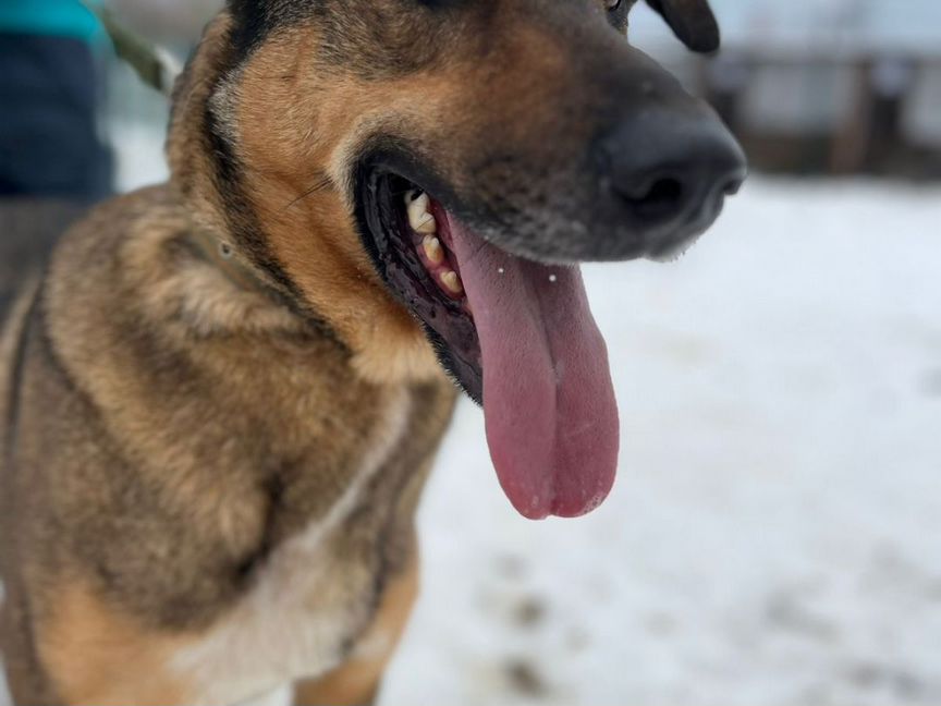 Собака в добрые руки