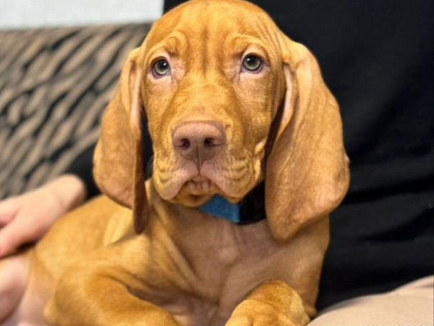 Венгерская выжла