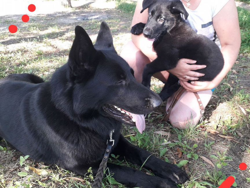 Щенки немецкой овчарки