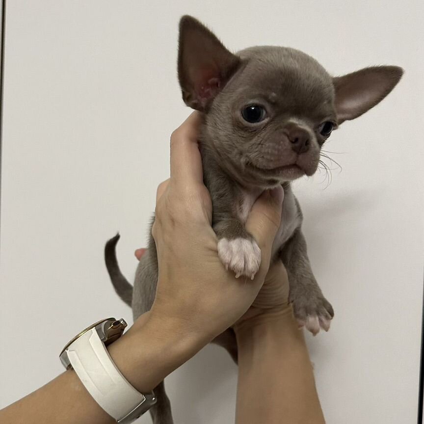 Лиловый красавчик Бакс