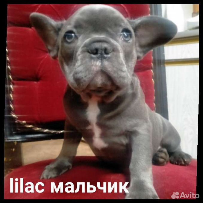 Спайк лиловый француз