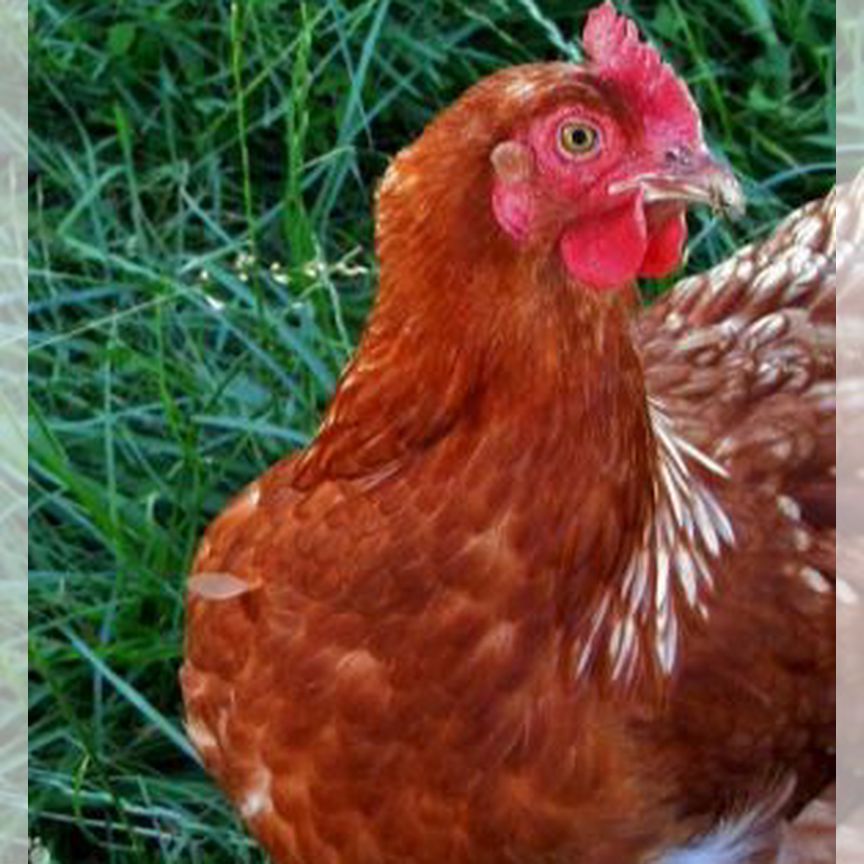 Куры несушки