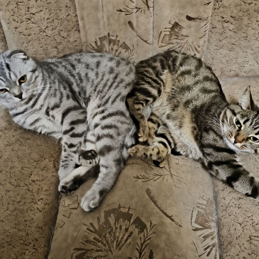 Шотландский вислоухий короткошёрстный кот, взрослый