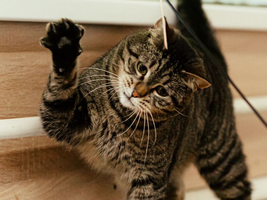 Бакс ищет дом