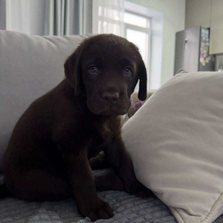 Лабрадор-ретривер, взрослая собака