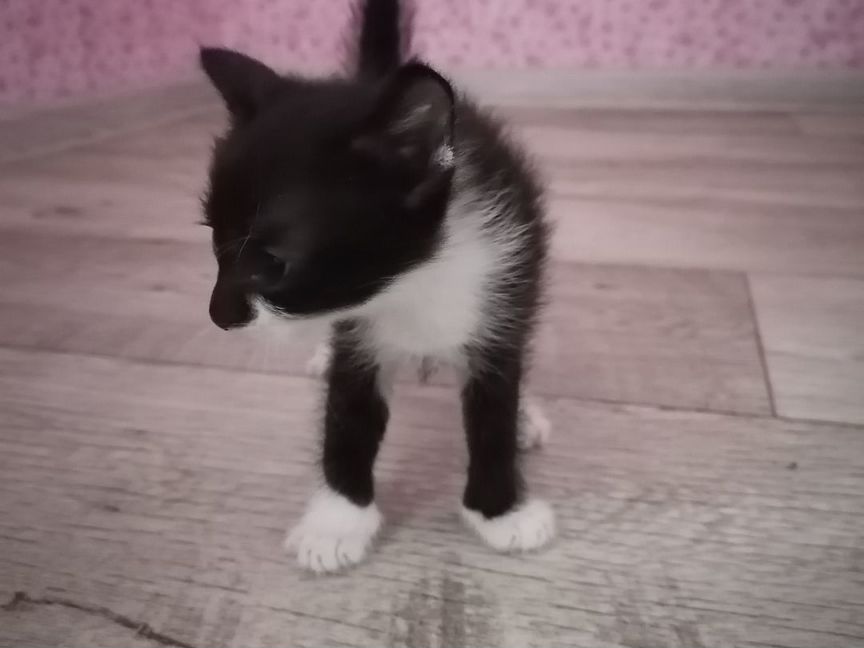 Отдам 2х котят в добрые руки